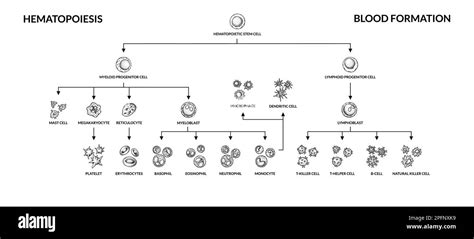 Hematopoiesis Chart