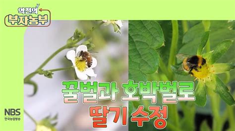 [역전의부자농부 284회] 꿀벌과 호박벌로 딸기 수정 Youtube