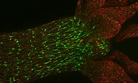 Nerve Cell Coloring Pages