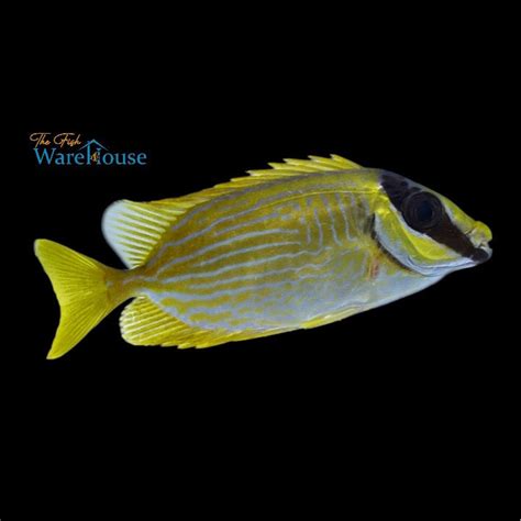 Decorated Masked Spinefoot Rabbitfish Siganus Puellus The Fish