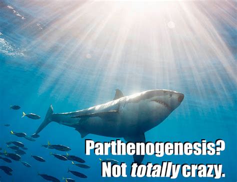 Thatjeffcarter Was Here Parthenogenesis