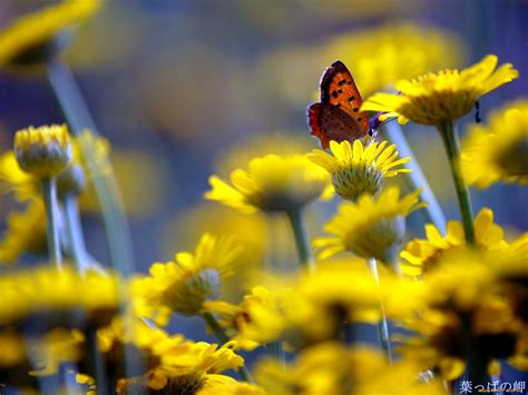 Обои Животные Бабочки мотыльки моли обои для рабочего стола фотографии животные бабочки