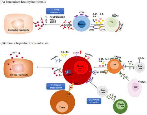 B Cell Mediated Humoral Immunity In Chronic Hepatitis B Infection Abstract Europe PMC