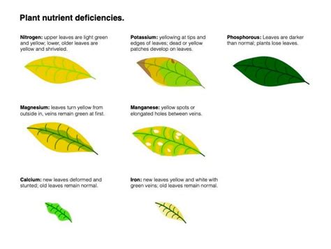 Plant Nutrient Deficiencies Rinfographics