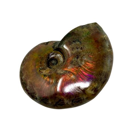 Ammonite Fossil Pacific Northwest Crystals