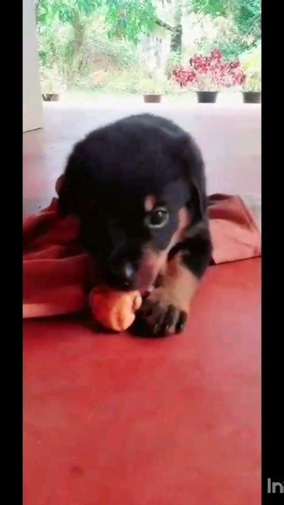 චූටි බබාලා ටික📻🎸🎸🎷🎹📯 Youtube