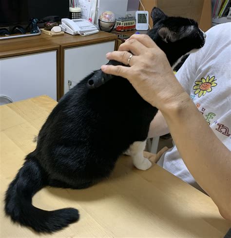 久しぶりなので 画像が・・・・・ ねこ中心の生活