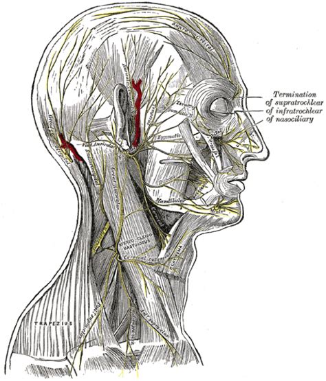 Nerve Block Occipital Wikem