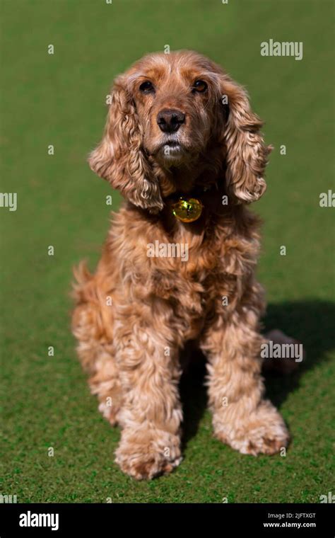 English Cocker Spaniel Dog In Green Background With Cute Nose Stock