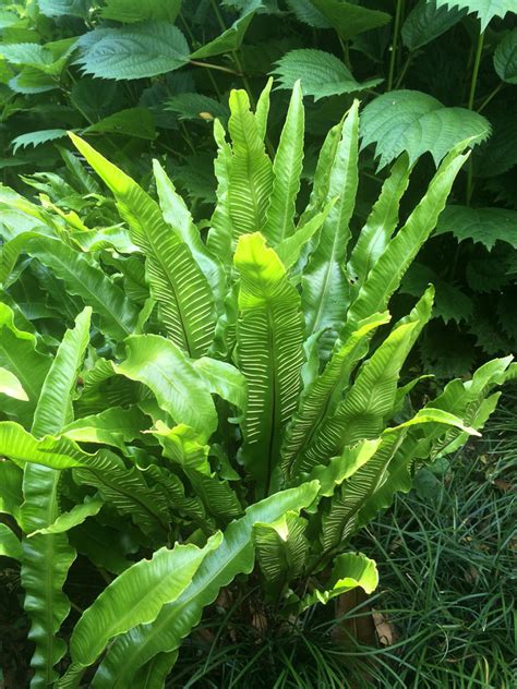 Asplenium Scolopendrium Ballyrobert Gardens