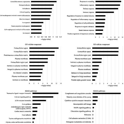 Xiaoyan Chen Director Doctor Of Philosophy Maternal Fetal Medicine Institute Research