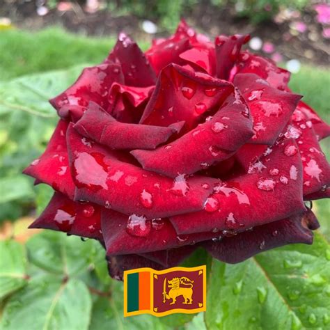 Traditional අවශ්‍ය ද්‍රව්‍ය 🔶තල සෝදා පිරිසිදු කරගත් ග්‍රෑම් 500 🔶හකුරු ග්‍රෑම් 300 🔶ලුණු