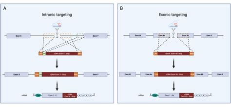 Engineering Oncogenic Heterozygous Gain Of Function Mutations In Human Hematopoietic Stem And