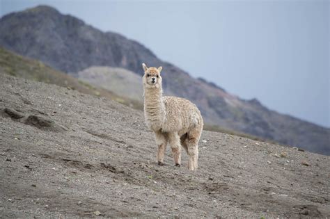 Exploring And Building The Llama 3 Architecture A Deep Dive Into