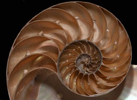 Pet Nautilus