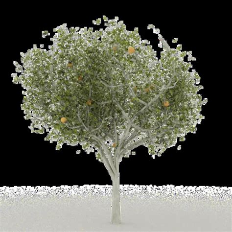 Bim Objects Free Download Orange Tree Bimobject