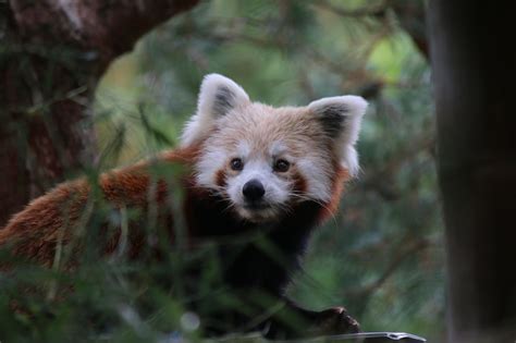 팬더 루 대나무 Pixabay의 무료 사진 Pixabay