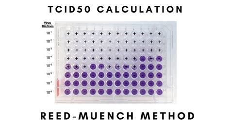Tcid50 Calculation Step By Step Reed Muench Method Tutorial Youtube