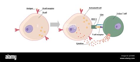 Helper T Cell Diagram
