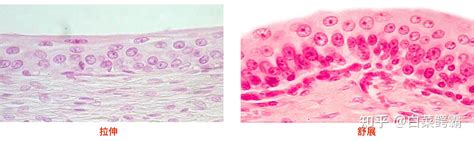 He染色特征：上皮 Epithelium 知乎