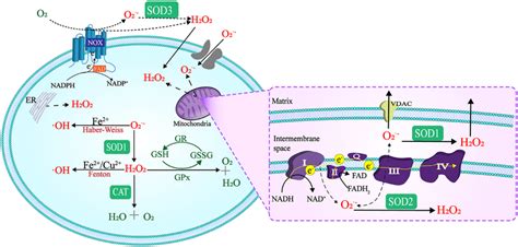 Illustration Depicting Intracellular ROS Generation And Balance The