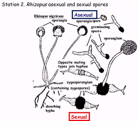 Station 2 Rhizopus Asexual And Sexual Spores Diagram Quizlet