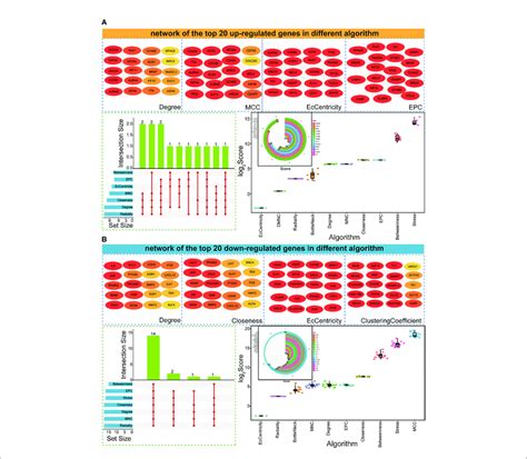 Potential Hub Genes Via Ppi Networks Based On Different Algorithms Download Scientific