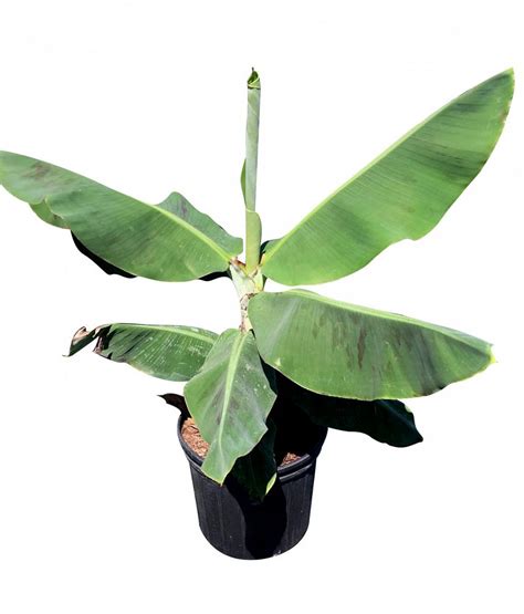Musa Acuminata Super Dwarf Banana Banana Plantvine
