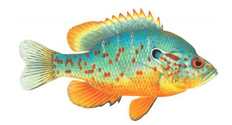 What Are The Different Types Of Sunfish Ramon Outdoors