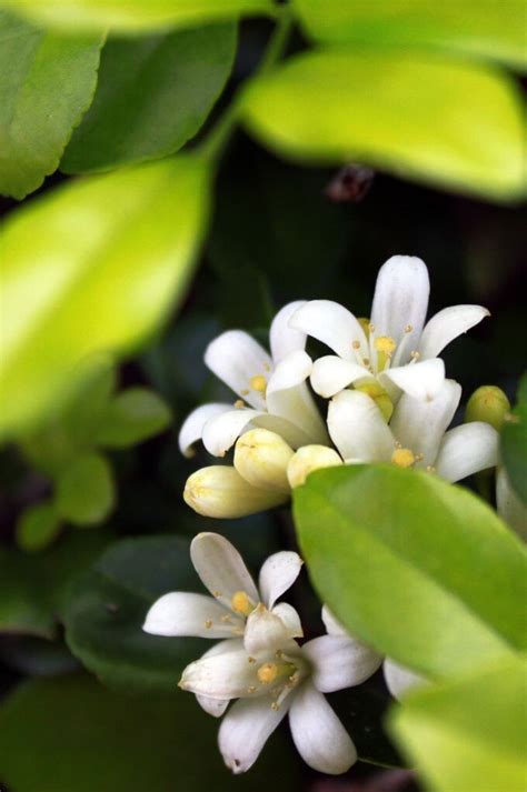 米兰植物 米兰绿植 米兰花的寓意 大山谷图库