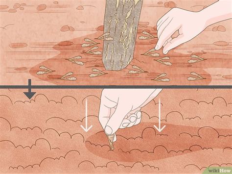 How To Germinate Maple Tree Seeds A Step By Step Guide