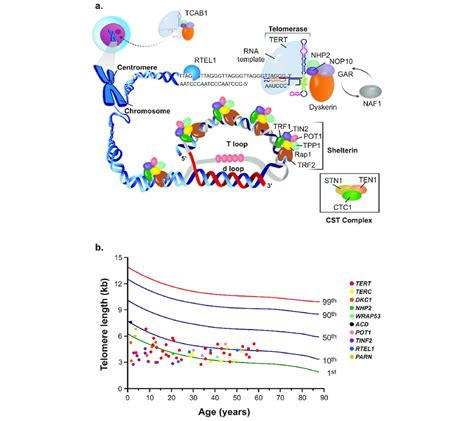 Telomeres And Telomerase A The Telomerase Complex Is Composed Of The