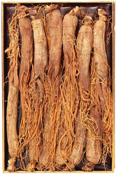 Red Ginseng Roots Whole Root Red Panax Ginseng Roots Ginseng Red Ginseng Korean Red