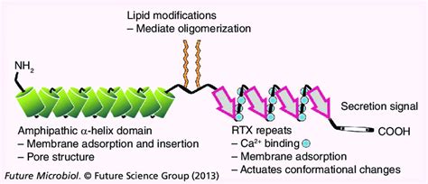 A Hemolysin Domain Structure And Functions Download Scientific Diagram