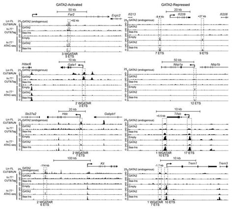 Jci Pathogenic Human Variant That Dislocates Gata2 Zinc Fingers Disrupts Hematopoietic Gene