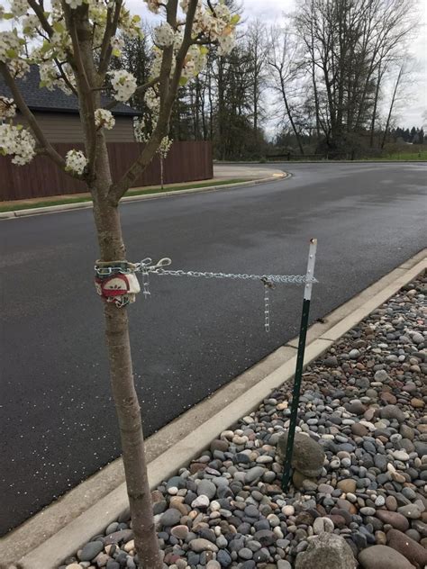 Tree Staking Proper Vs Improper For Healthy Trees