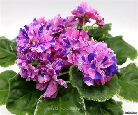 Изображения Фиалка Dn-Цветные Валентинки купить в интернет-магазине ...