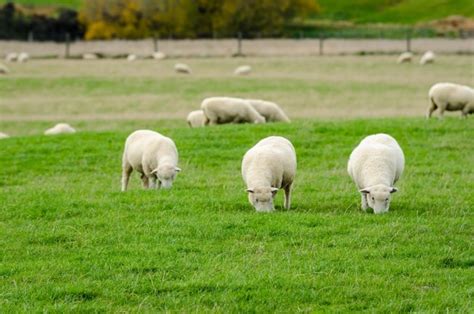 Premium Photo Sheep Grazing In A Field