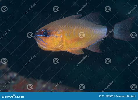 Ring Tail Cardinalfish Ostorhinchus Aureus Stock Image Image Of