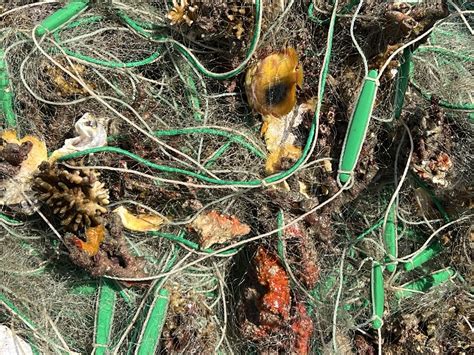 重視海洋保育 向海致敬為環境盡份力 環管署署長帶頭潛水清覆網