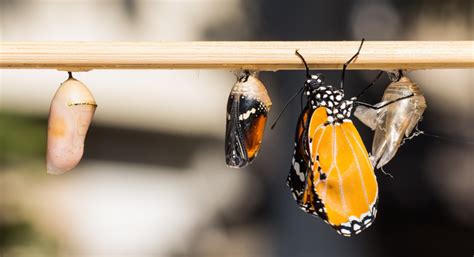 How To Convert A Data Model Between Two Database Management Systems Vertabelo Database Modeler