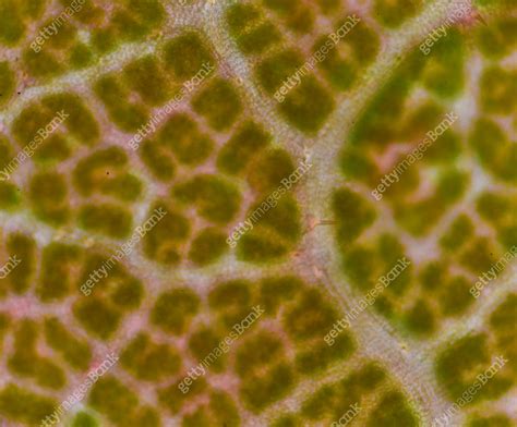 Plant Cells 이미지 636520854 게티이미지뱅크