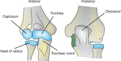 Olecranon Process Surface Anatomy Bones Anatomy With Jones At Park