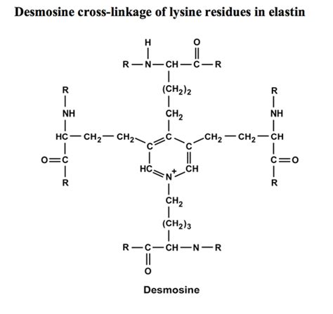 Human Biochem Test 3 Bone And Ecm Disorders Flashcards Quizlet