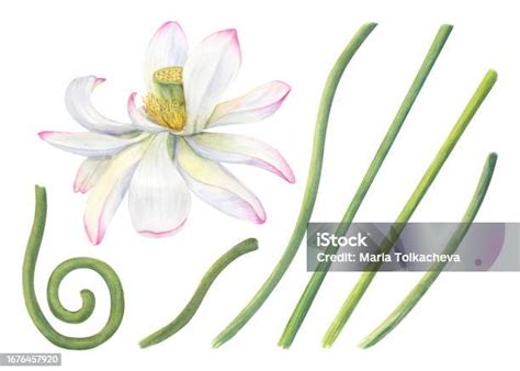 작곡을 만들기 위한 분홍색 연꽃 부품 세트입니다 피는 꽃 머리 수련의 녹색 줄기 기괴한 꽃 모양을 만들기 위한 생성자입니다 흰색으로 분리된 수채화 그림 0명에 대한 스톡