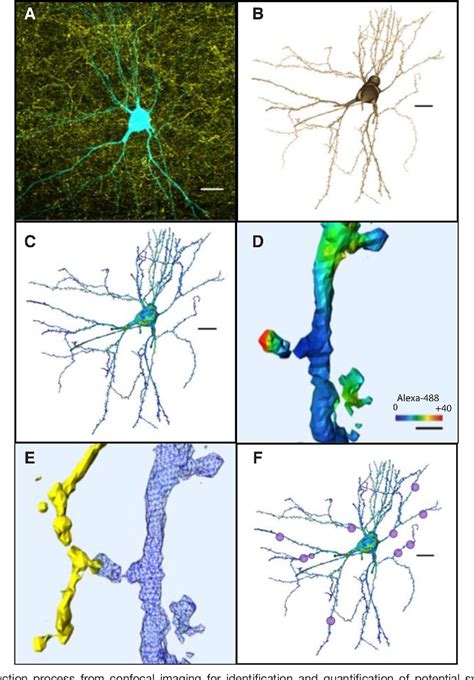 Figure 2 From Postnatal Development Of Projections Of The Postrhinal Cortex To The Entorhinal