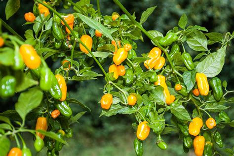 Grif Capsicum Flexuosum