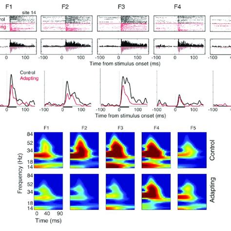 Adaptation Impacts On The Neuronal Spiking Activity And Lfp Download Scientific Diagram
