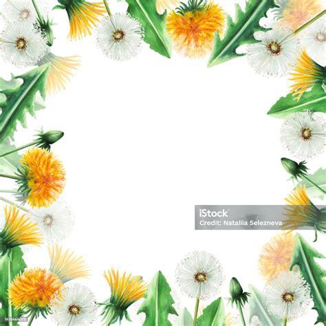 민들레 꽃과 녹색 잎의 수채화 프레임입니다 흰색 고립된 배경에 있는 손으로 그리는 클립아트 식물 초원 그림 디자이너 장식 엽서 포장지 스크랩북 표지 초대장 웨딩 디자인