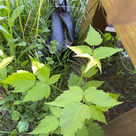 Propagating Black Raspberry The Ultimate Guide